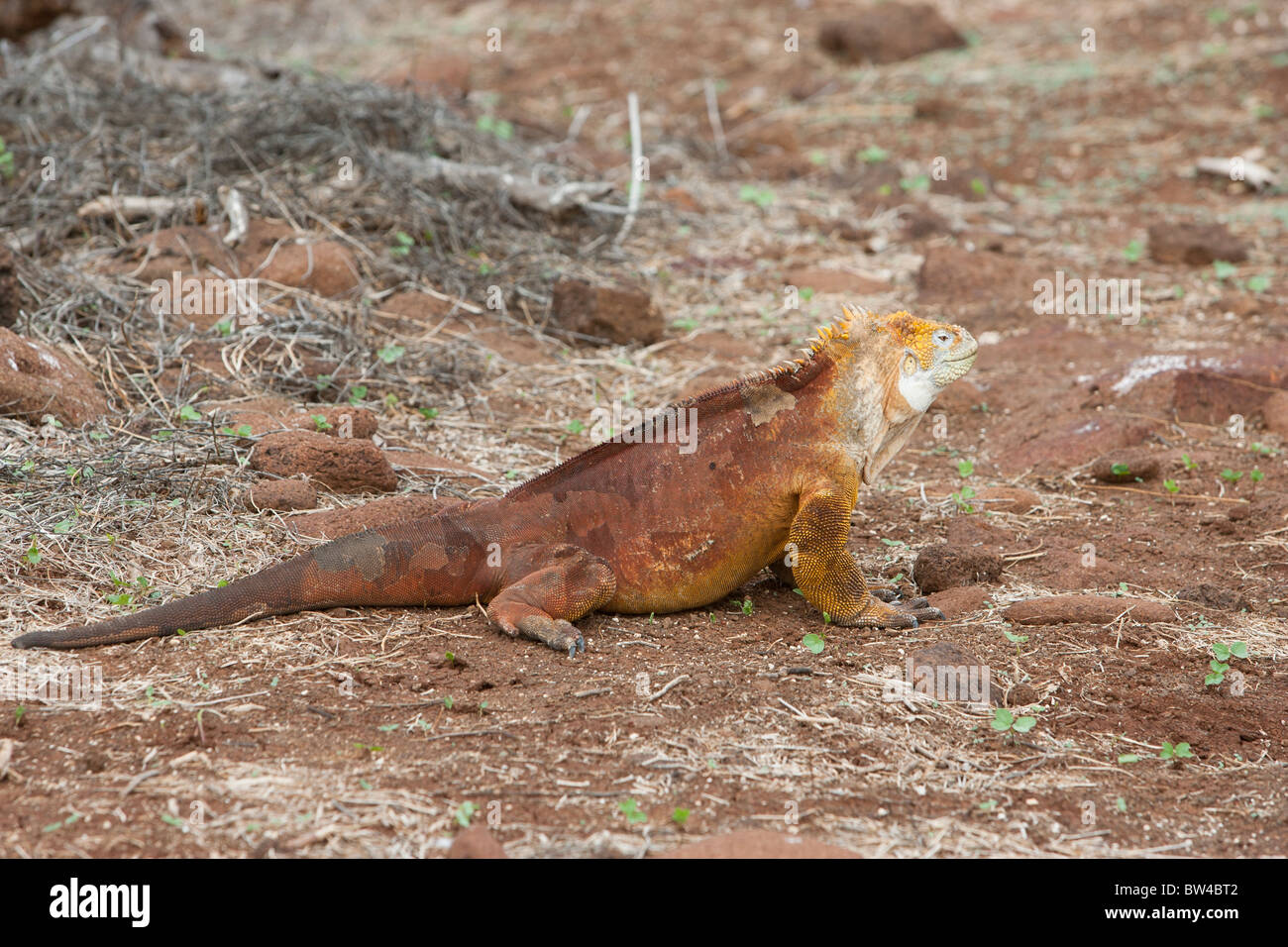 Foraging reptile hi-res stock photography and images - Alamy
