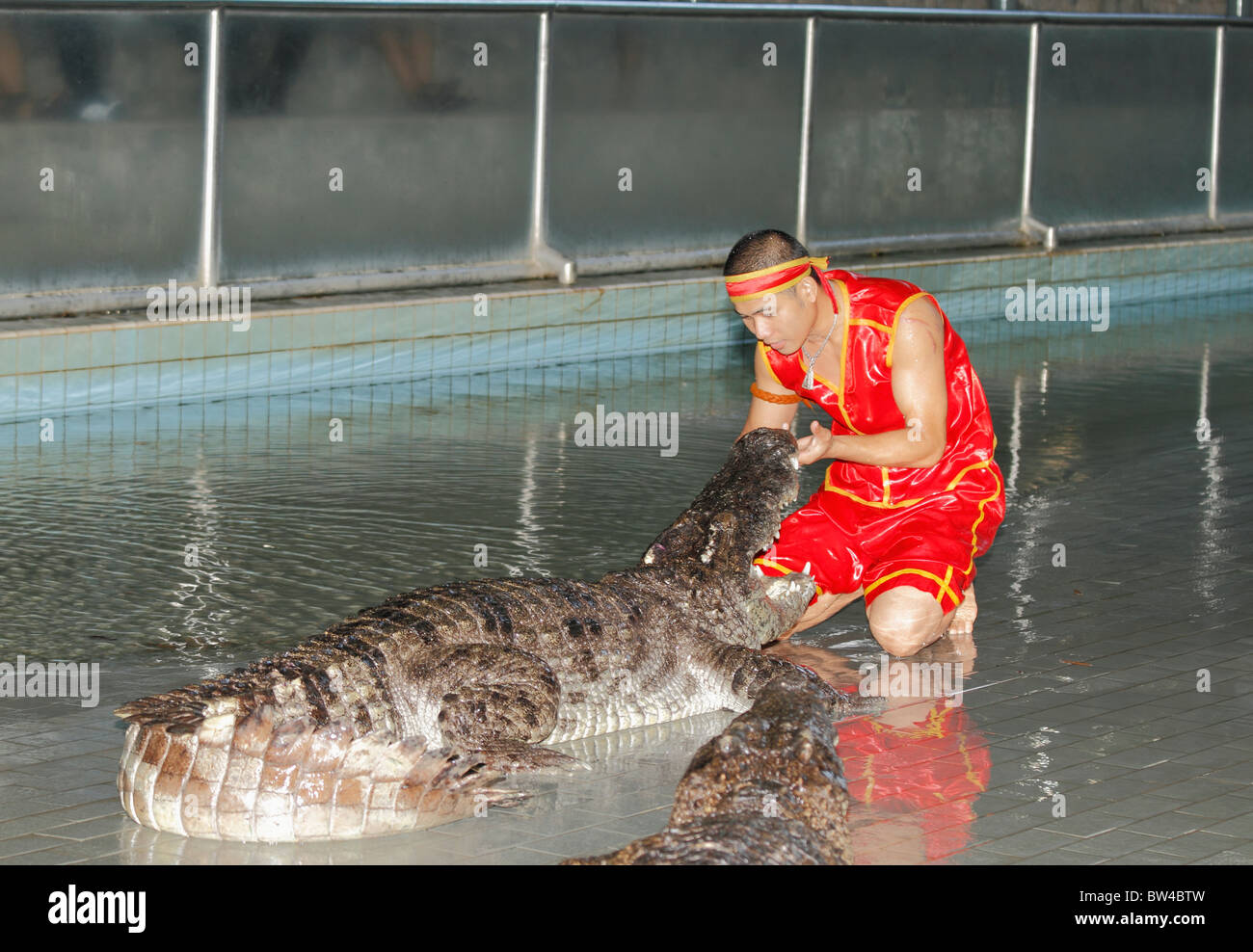 Man wrestling crocodile hi-res stock photography and images - Alamy