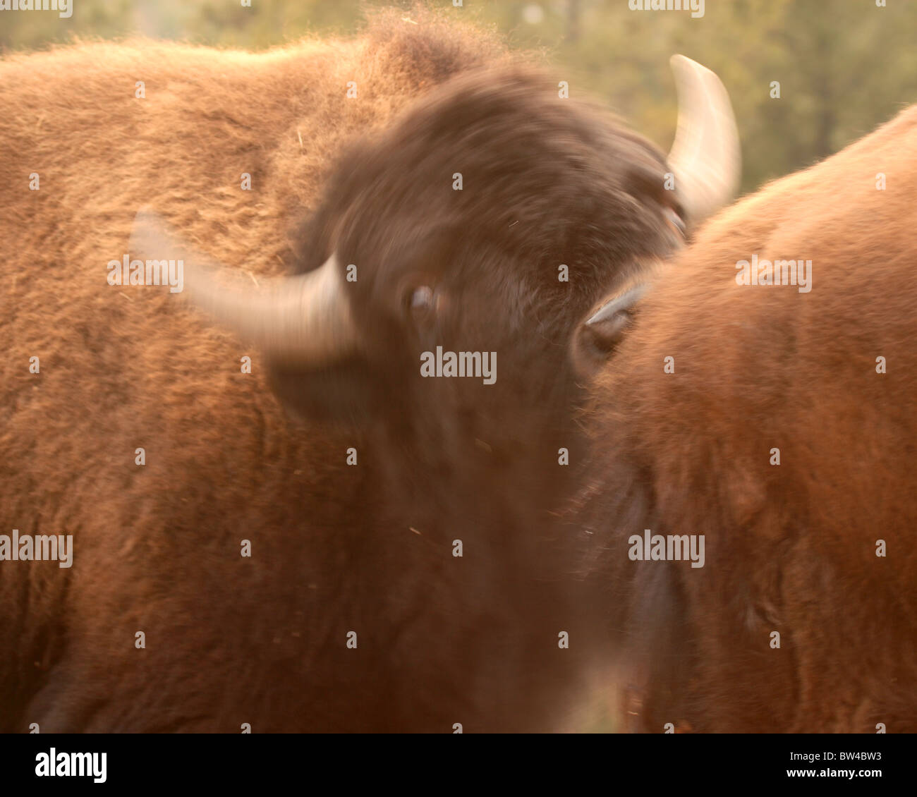Bison rut hi-res stock photography and images - Alamy