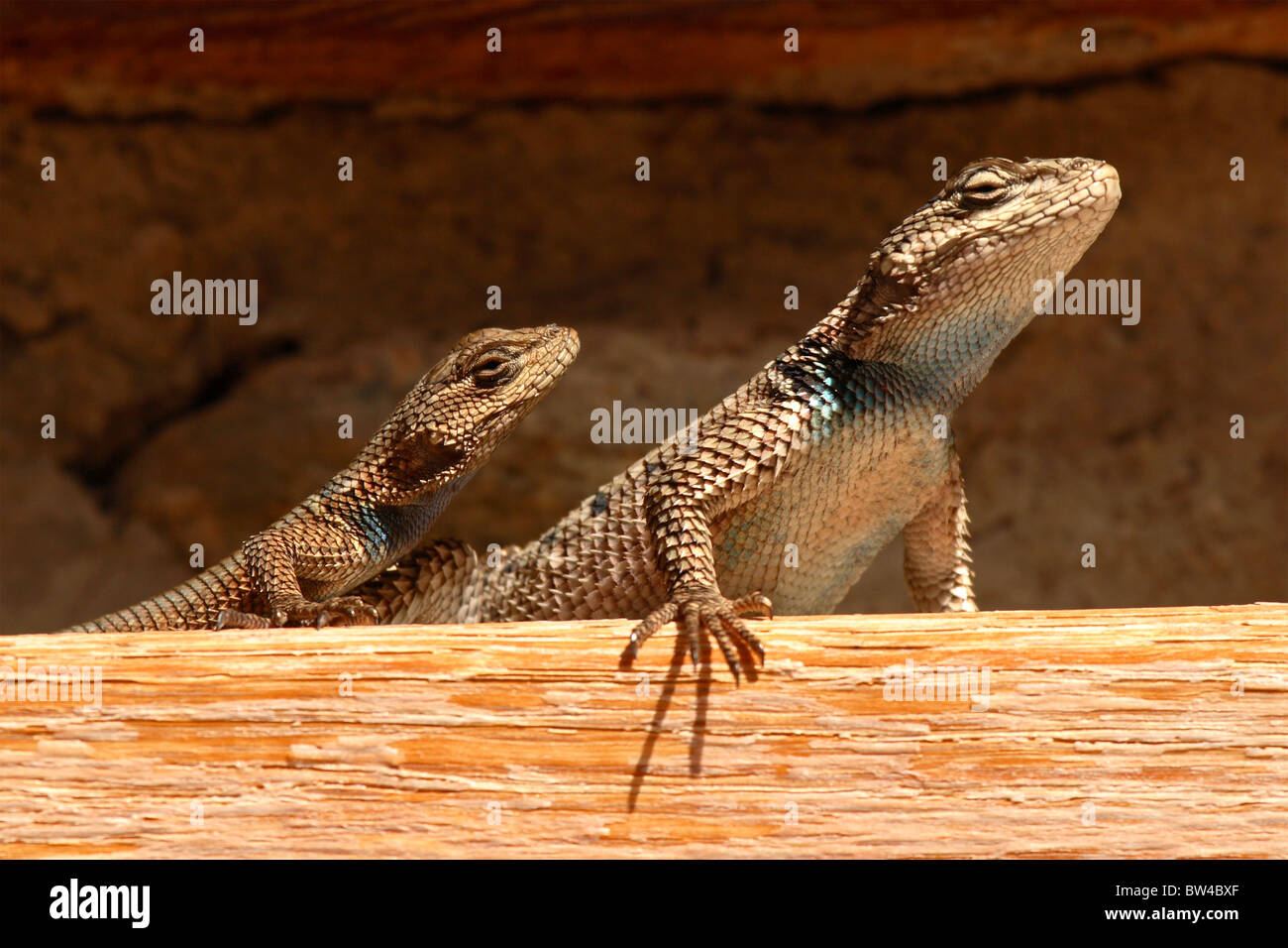 Powerful lizards hi-res stock photography and images - Alamy