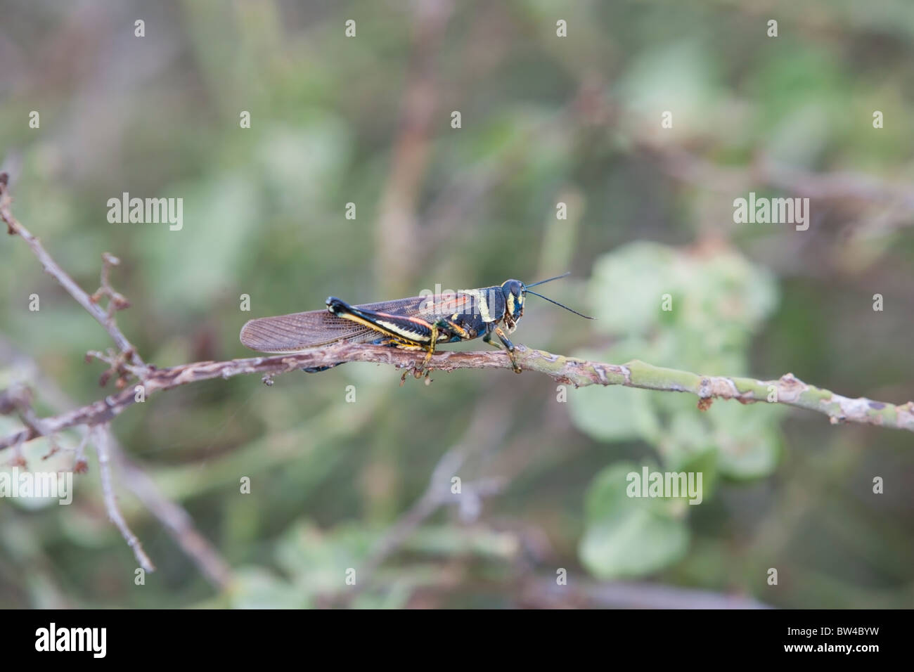 Large Painted Locust (Schistocerca melanocera) on North Seymour Island ...