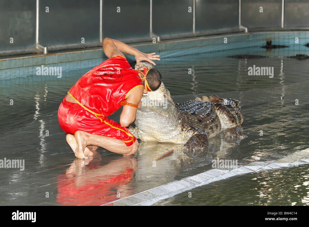 Crocodile (alligator) man in his show with crocodiles, Bangkok ...