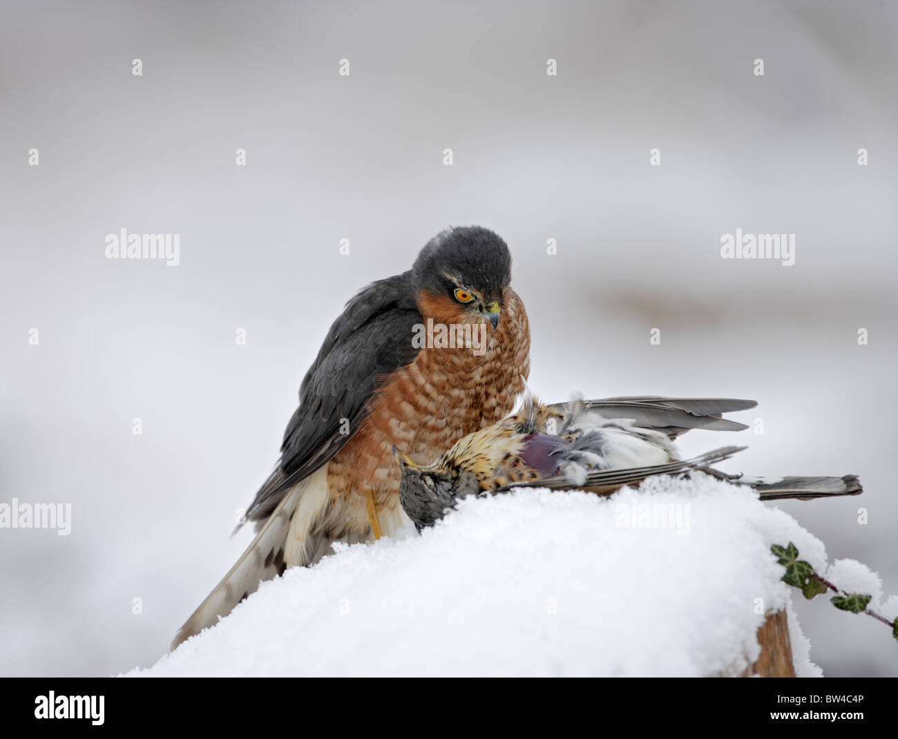 Sparrowhawk ( Accipiter nisus ) male feeding on fieldfare in snow Stock ...