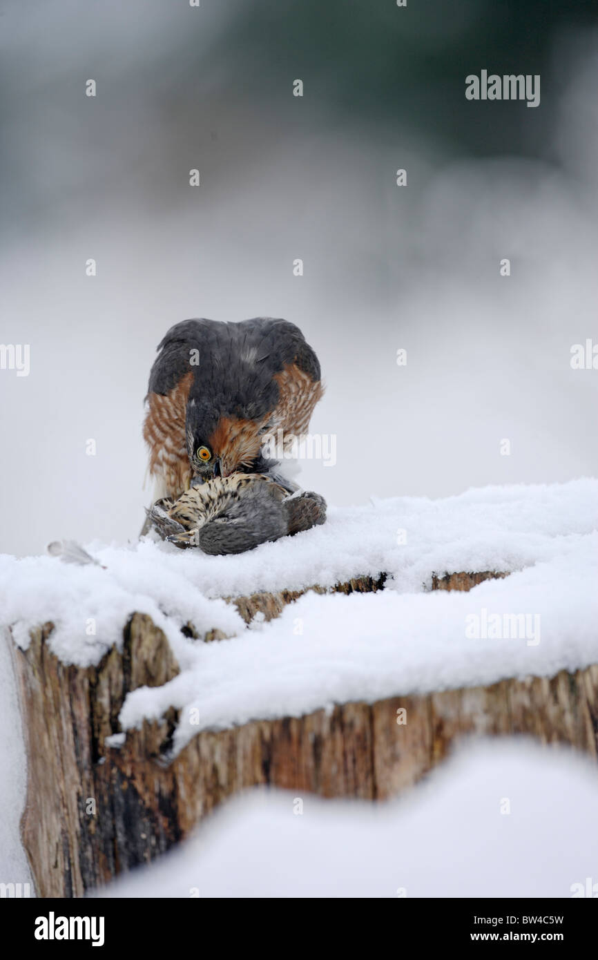 Sparrowhawk ( Accipiter nisus ) male feeding on fieldfare in snow Stock ...