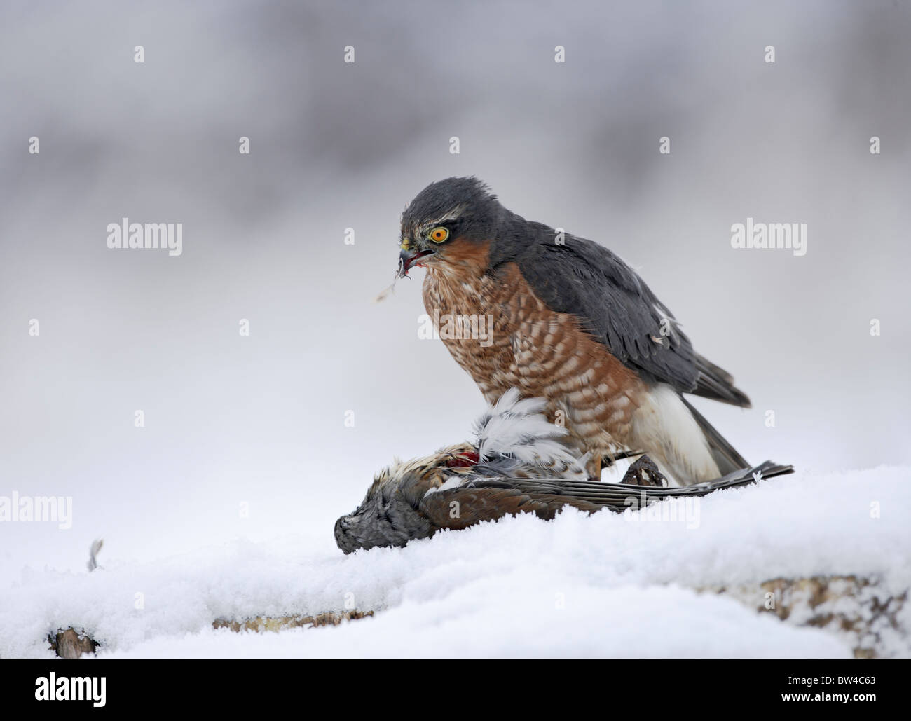 Sparrowhawk ( Accipiter nisus ) male feeding on fieldfare in snow Stock ...