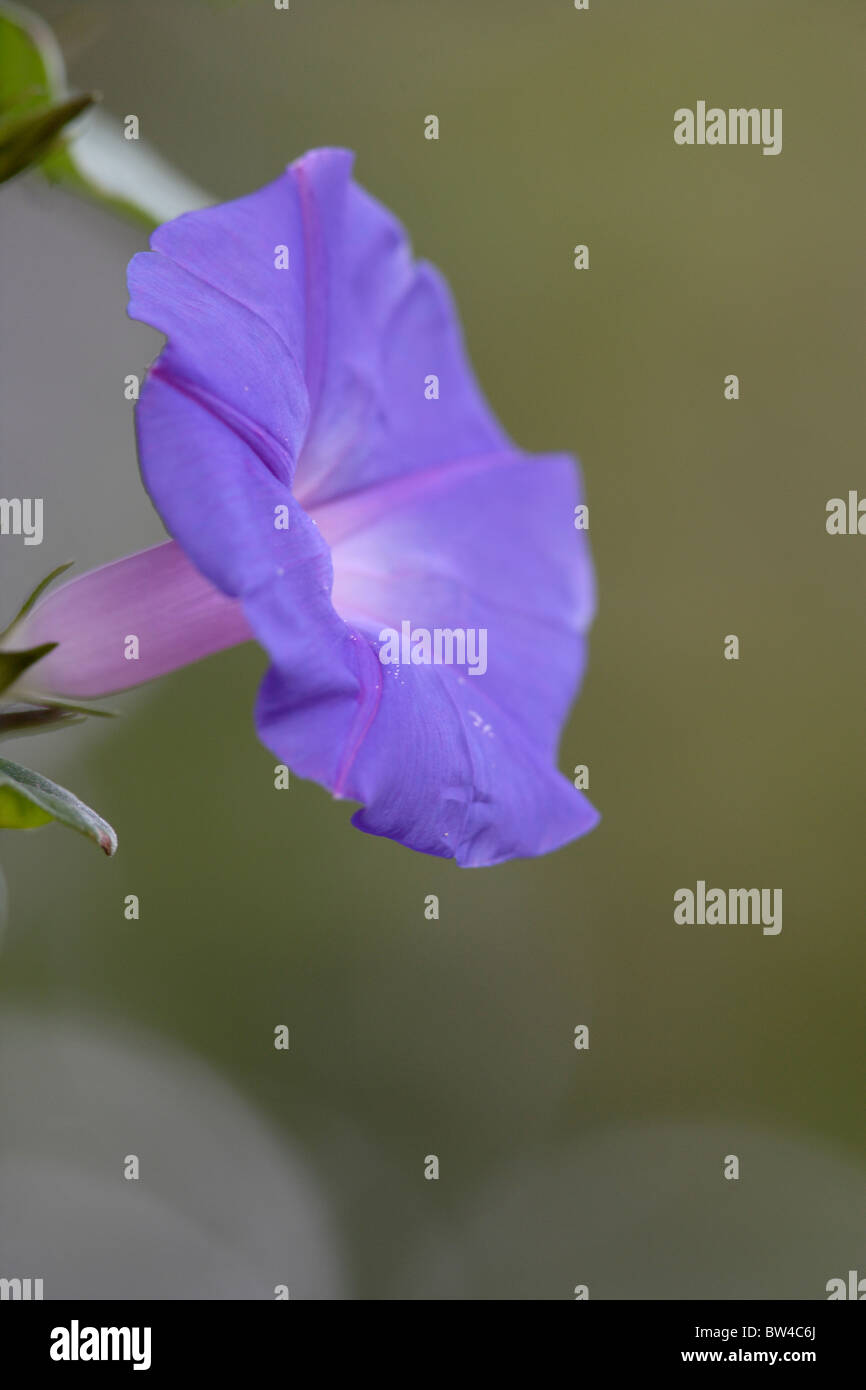 Convulvulus hi-res stock photography and images - Alamy