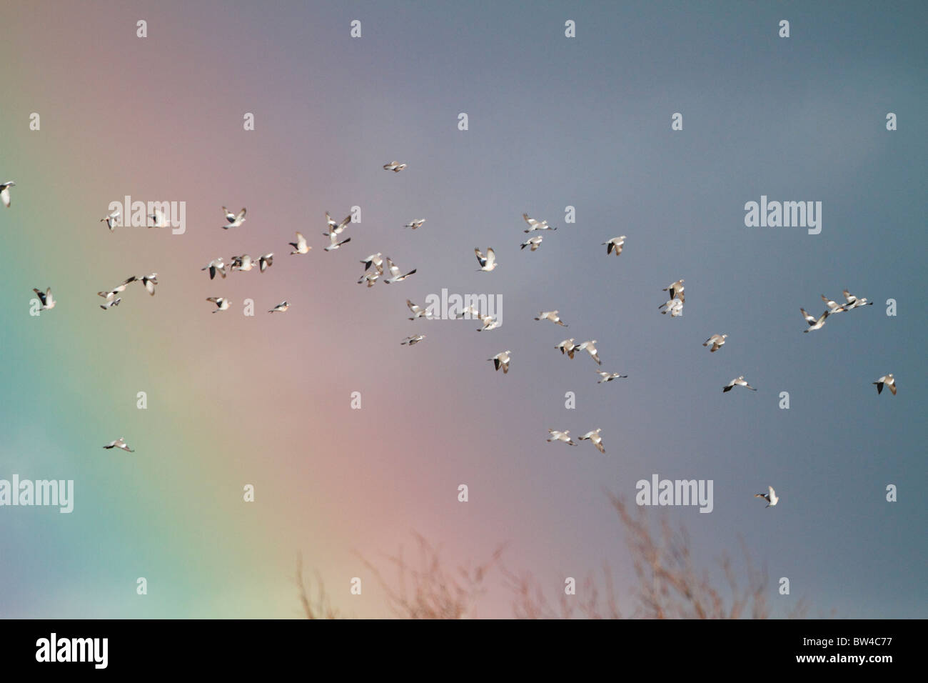 Rainbow pigeon hi-res stock photography and images - Alamy