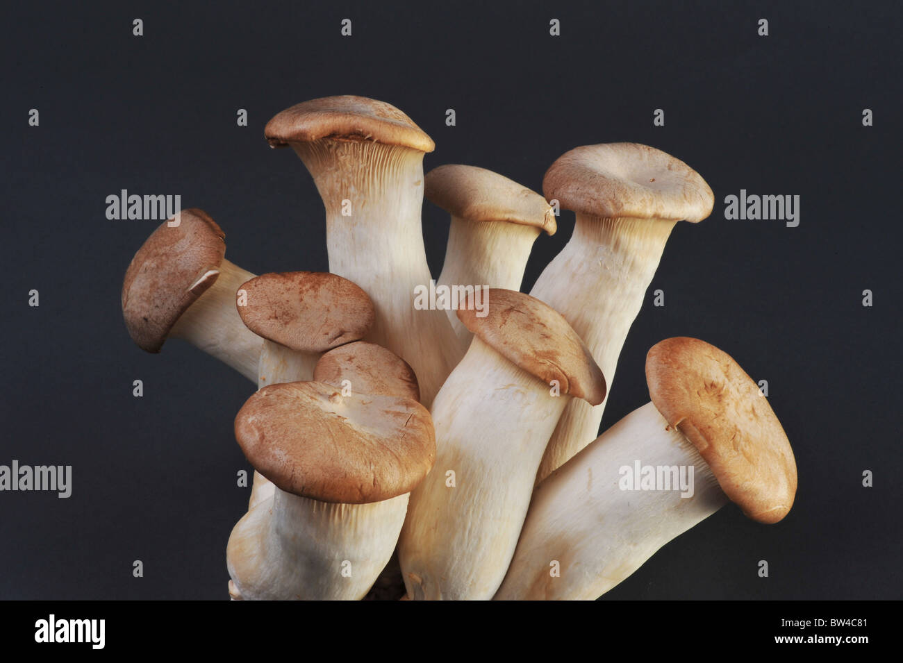 Cave fungi hi-res stock photography and images - Alamy