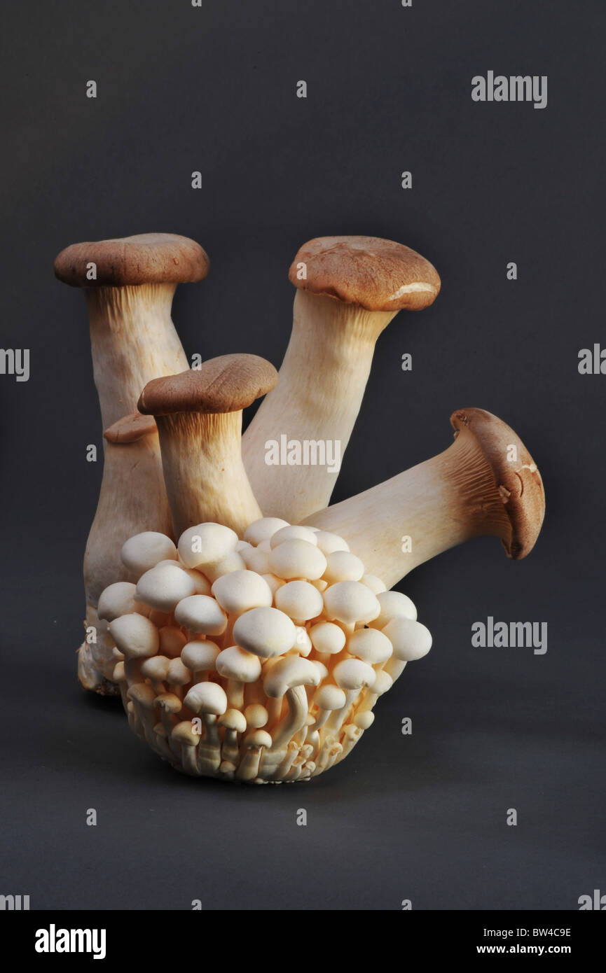 Cave fungi hi-res stock photography and images - Alamy