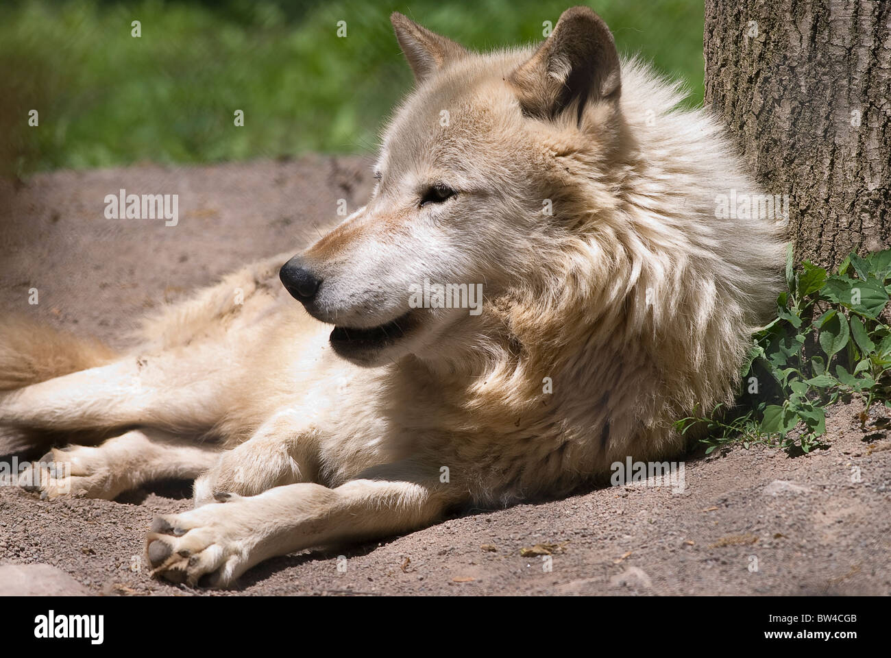 A grey wolf lying in the sun, photographed during a visit to Safari ...