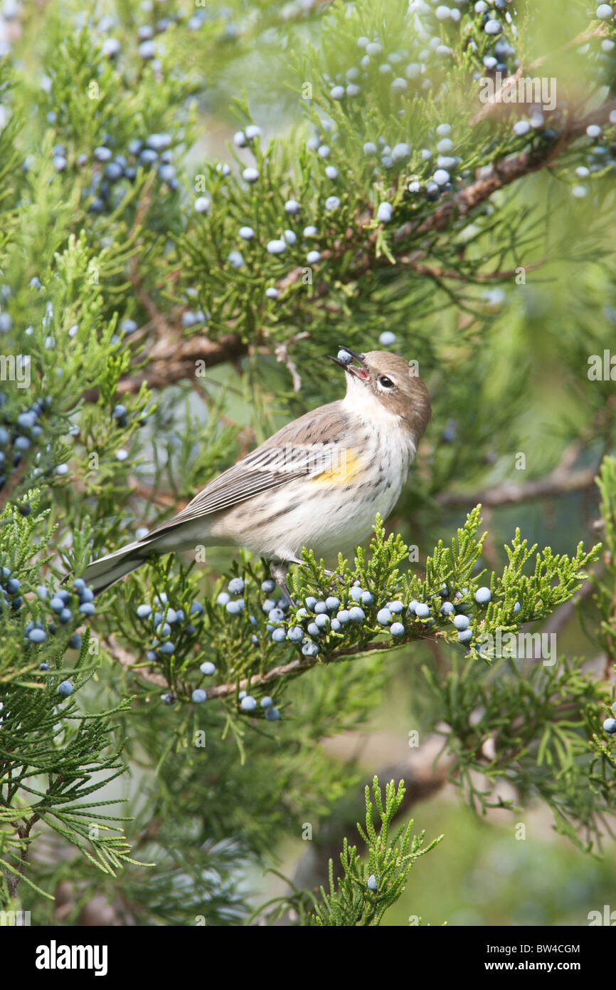 Yellow-rumped Warbler perched in Juniper eating berries - vertical ...