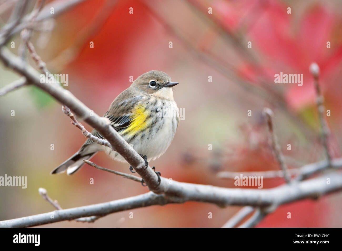 Yellow rumped warblers hi-res stock photography and images - Alamy