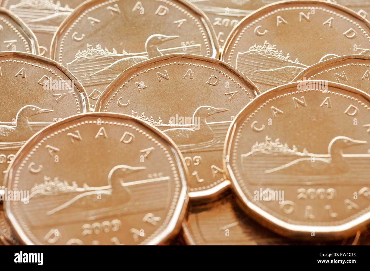 A high angle close-up view of Canadian one dollar coins commonly known ...