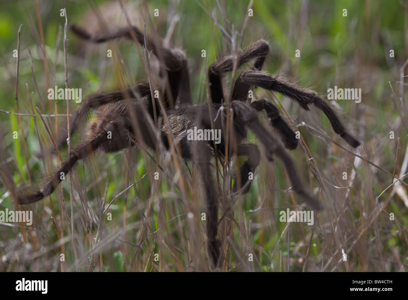 High grass weeds High Resolution Stock Photography and Images - Alamy