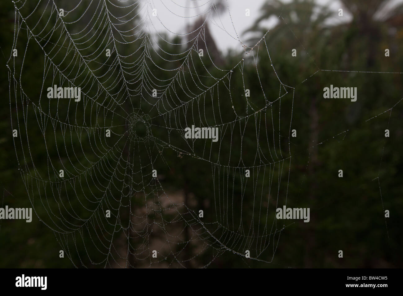 Jewel spider hi-res stock photography and images - Alamy