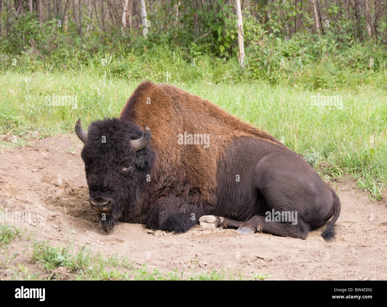 Male buffalo hi-res stock photography and images - Alamy