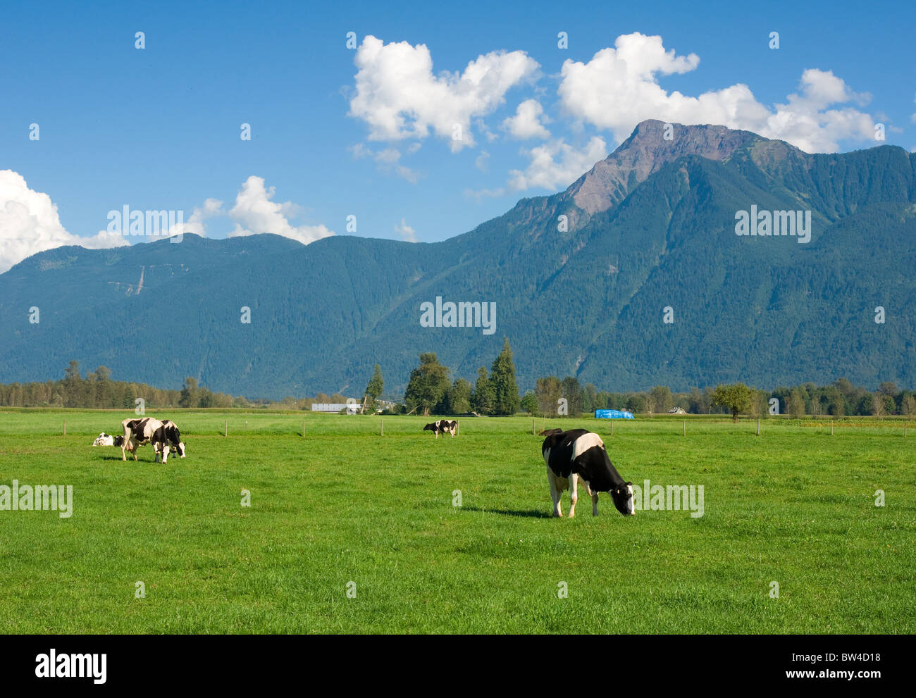 Holstein dairy cows hi-res stock photography and images - Alamy