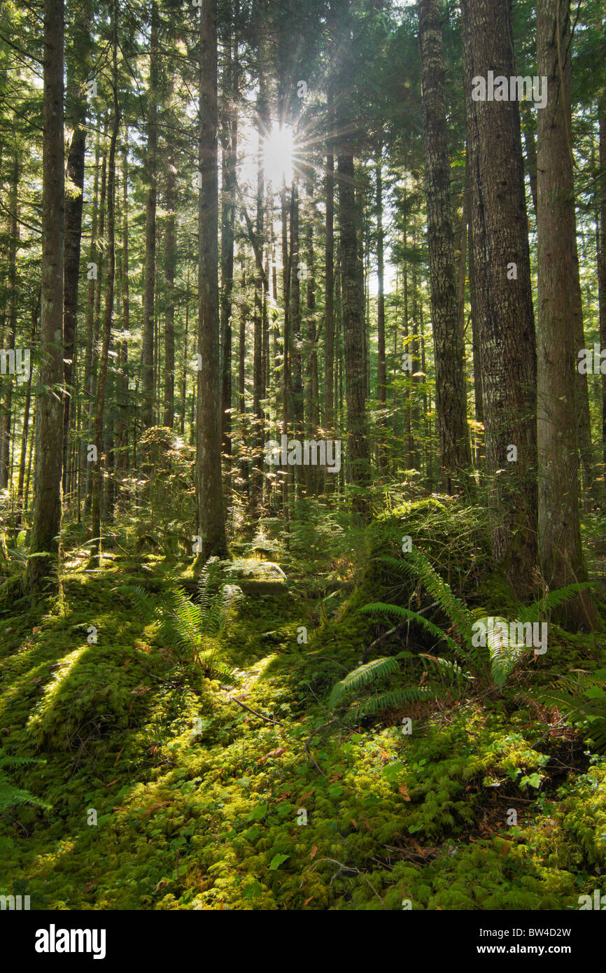 The sun shines through a canopy of young evergreen trees onto the mossy ...