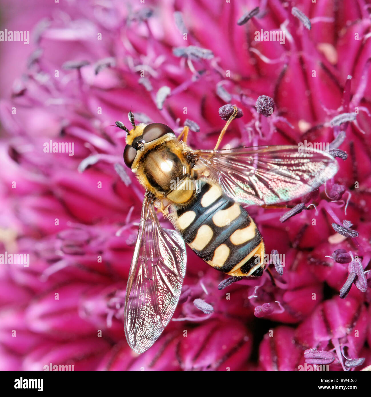 A female Hoverfly feeding on an Allium flower. Possibly Eupeodes ...
