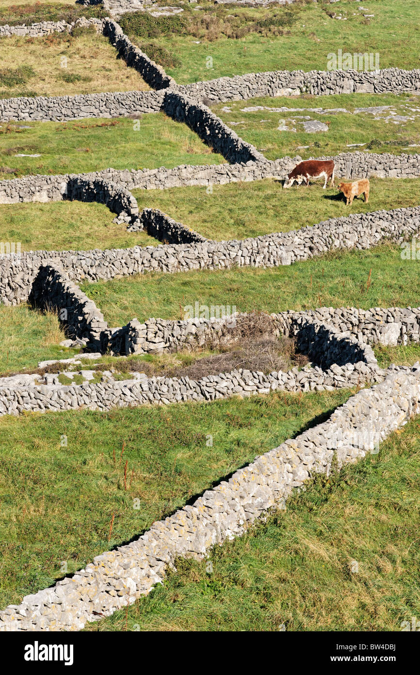 Grass fields and dry stone walls on Inis Meain, Aran Islands, County ...