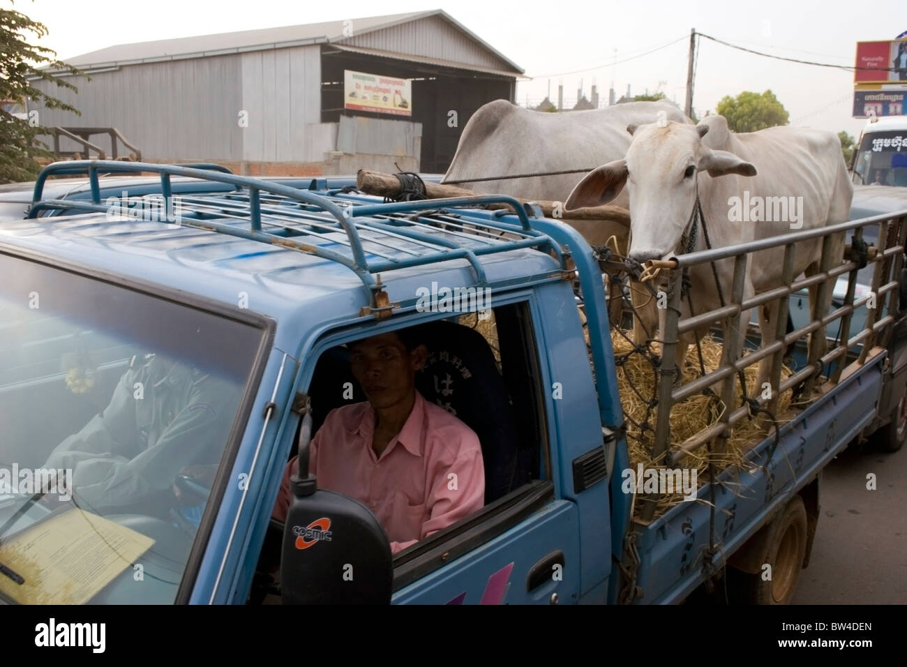 Cows are being transported in a truck by workers in Phnom Penh ...