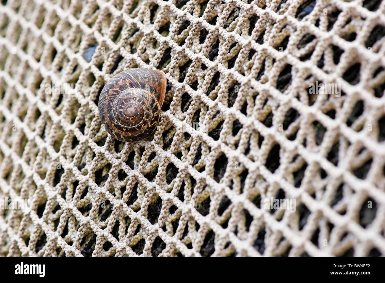 A land snail on a fishing net, with a right-handed shell. Terrestrial ...