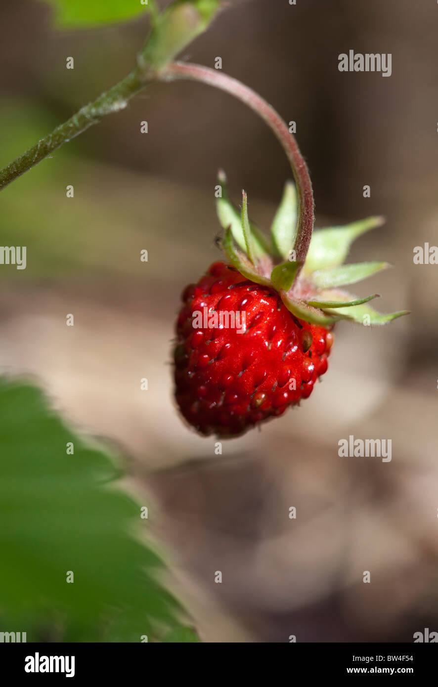 Closeup of one wild strawberry berry ( Fragaria vesca ) , Finland Stock ...