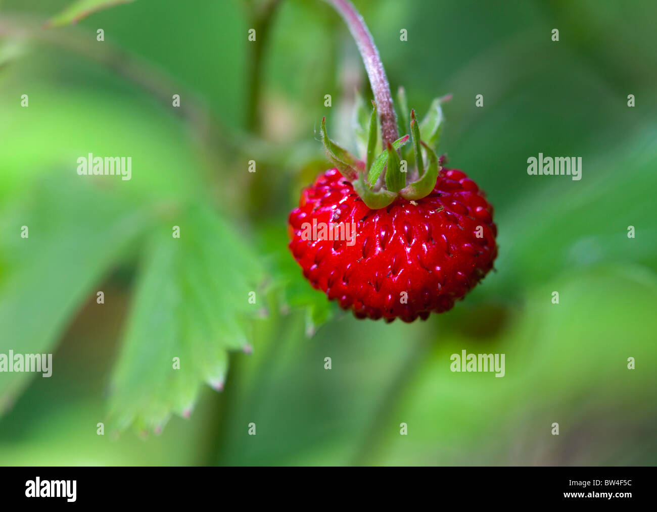 Closeup of one ripe wild strawberry berry ( Fragaria vesca ) , Finland ...