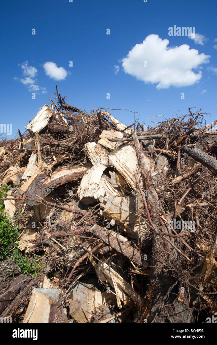 Energy wood biomass collected from clear cutting area and later burned ...