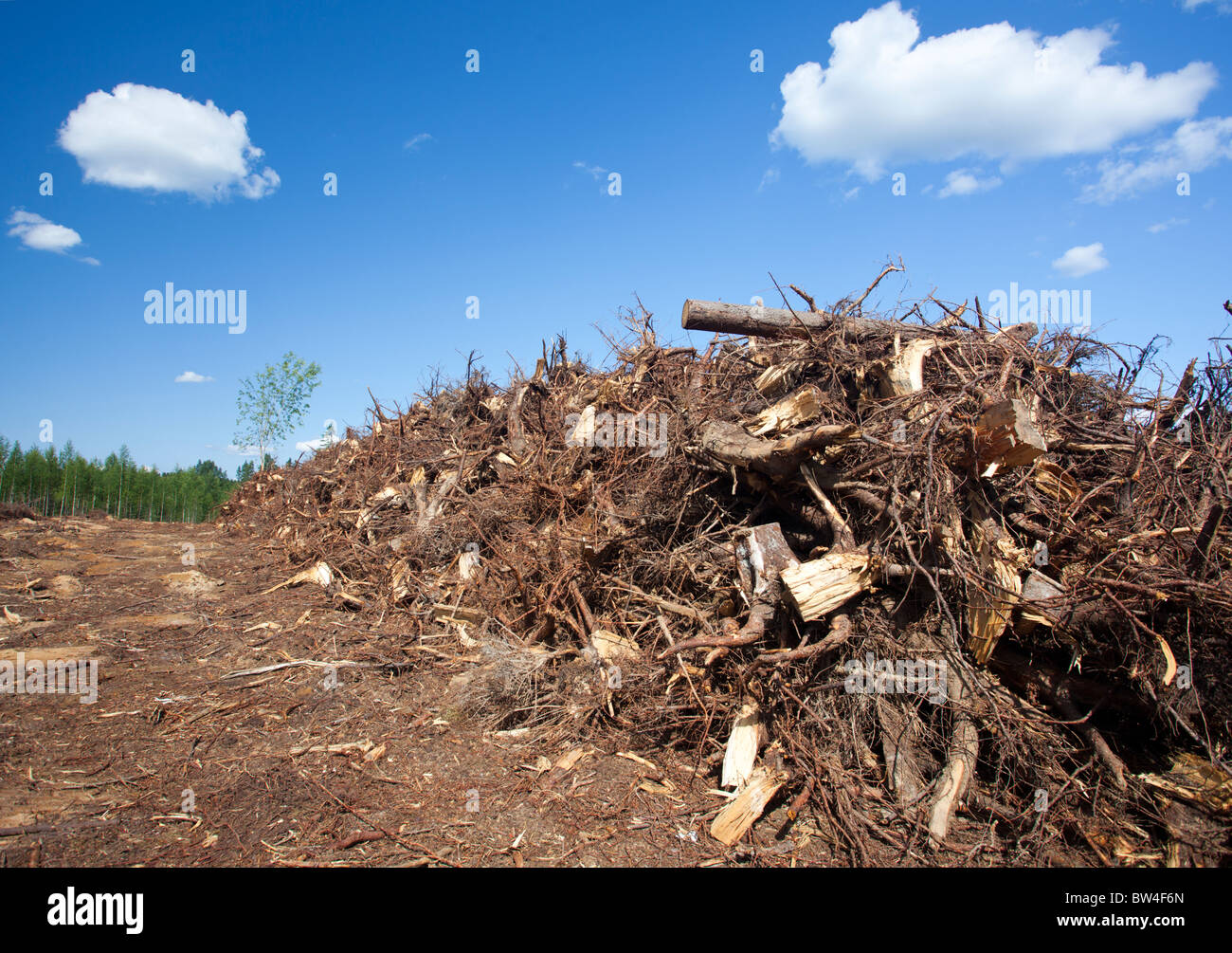 Woody Waste Stock Photos & Woody Waste Stock Images - Alamy