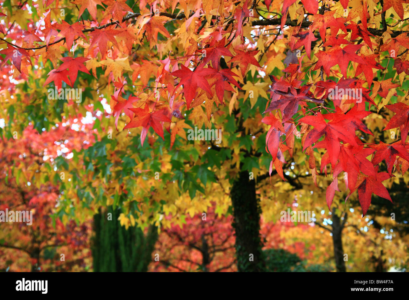 Autumn colors of a maple tree Stock Photo - Alamy