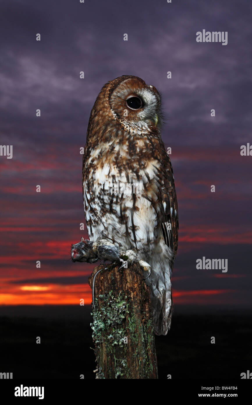 Owl sunset hi-res stock photography and images - Alamy