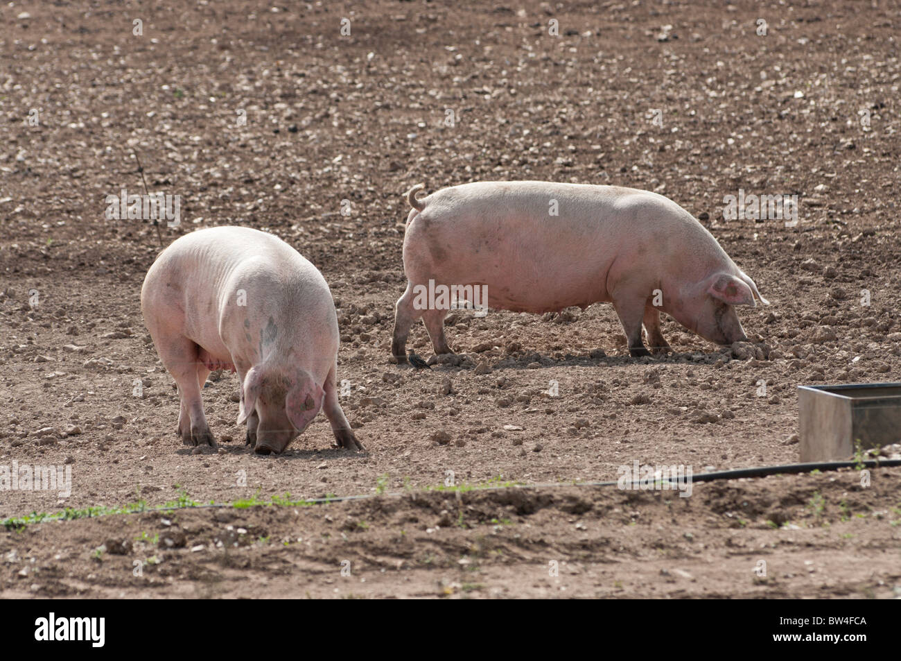 pigs eating on pig farm in southern England Stock Photo - Alamy