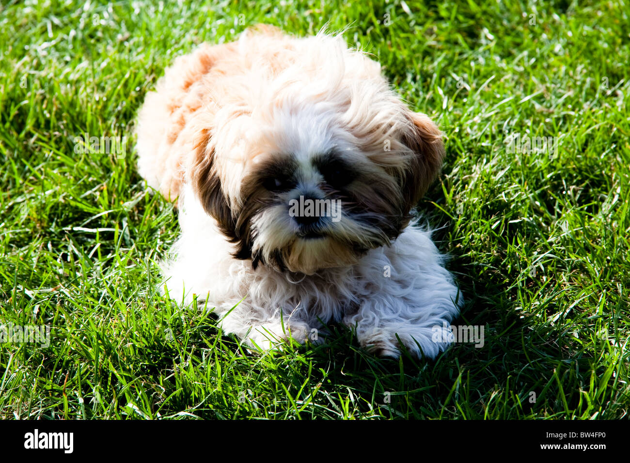 Jack the Shi Tzu Stock Photo - Alamy