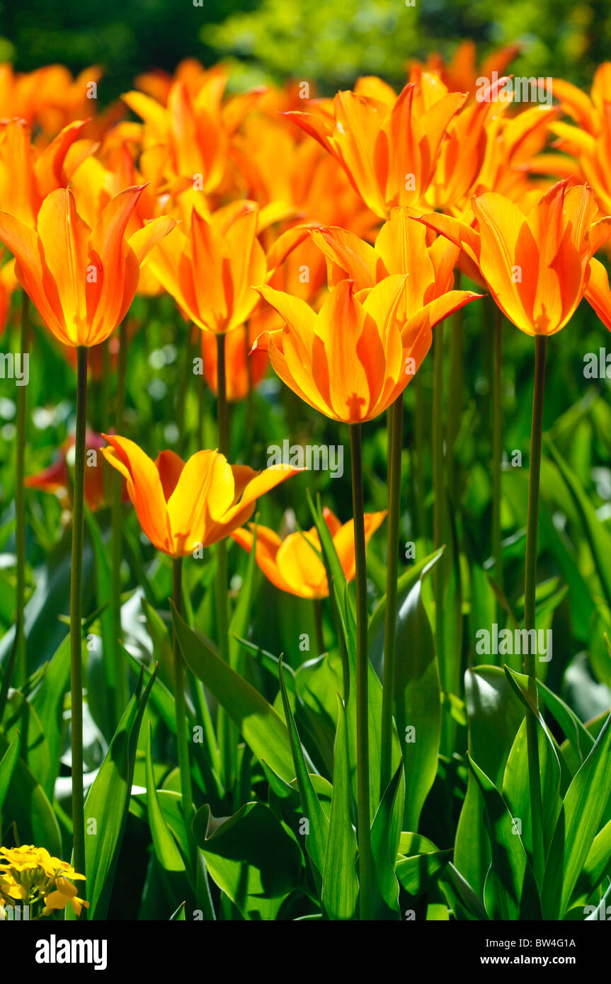 Colorful tulip flowers blooming in spring Stock Photo - Alamy