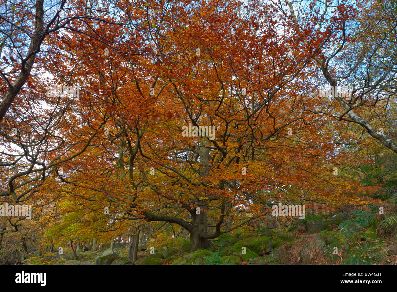 Padley gorge trees hi-res stock photography and images - Alamy