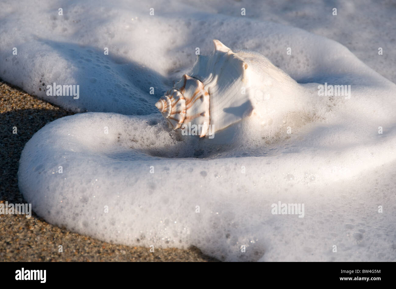 White Conch sea shell laying on beach surrounded with sea foam. USA ...