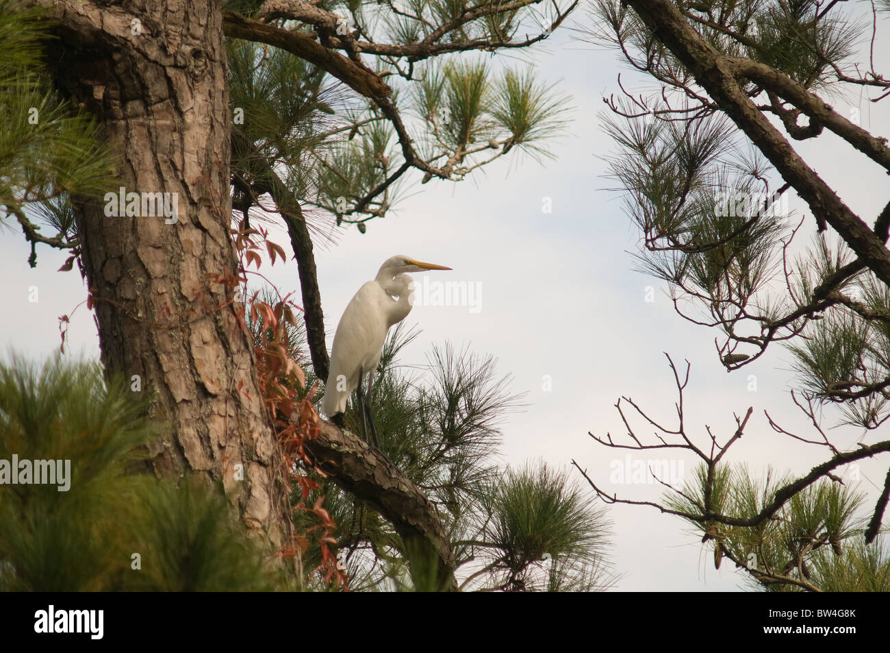 White Egret resting in tree. Emerald Isle, North Carolina USA Stock ...
