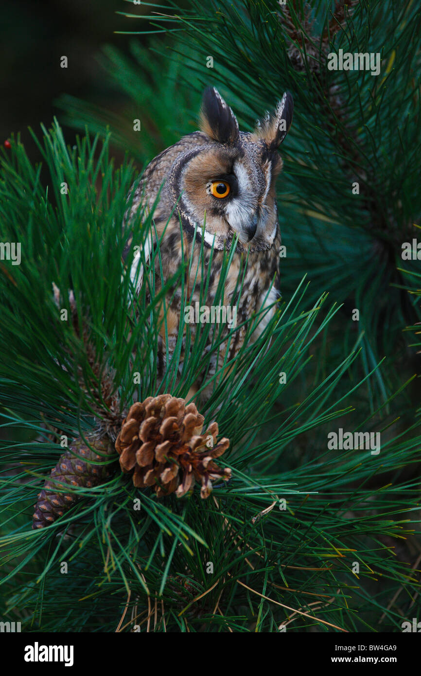 Roosting tree hi-res stock photography and images - Alamy