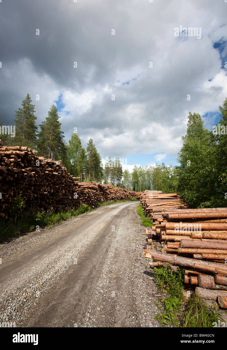 Empty Finnish forest logging road in the taiga forest and piles of pine ...