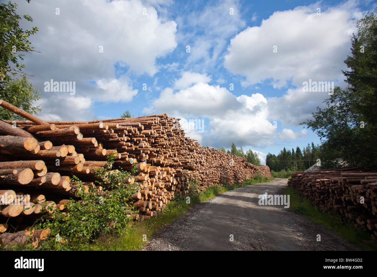 Empty Finnish forest logging road in the taiga forest and piles of pine ...