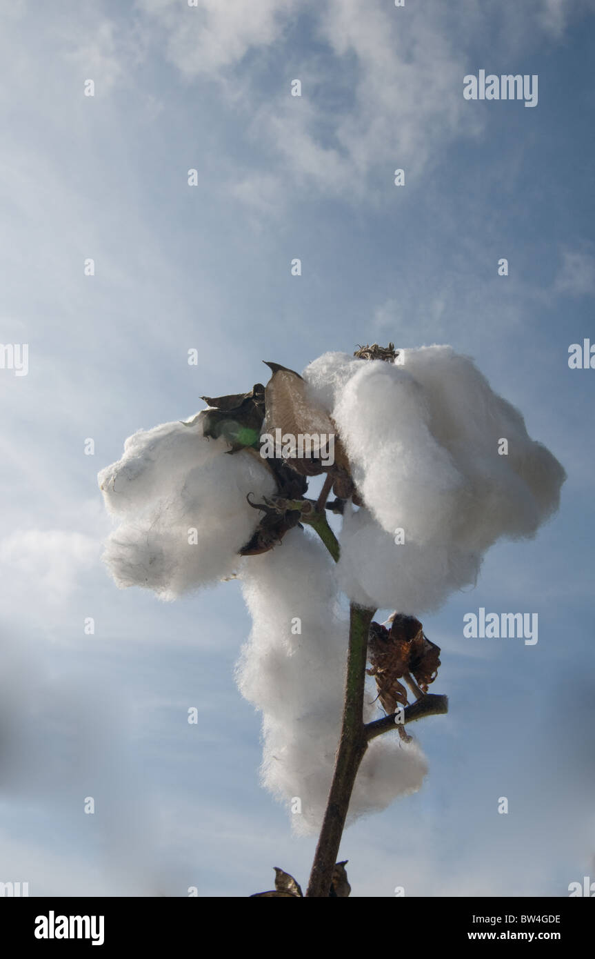 Field of cotton blooming and ready to pick North Carolina USA Stock ...