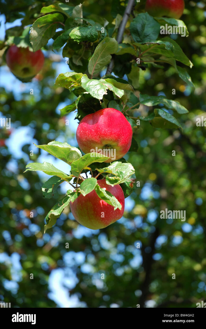 Michigan apples hi-res stock photography and images - Alamy