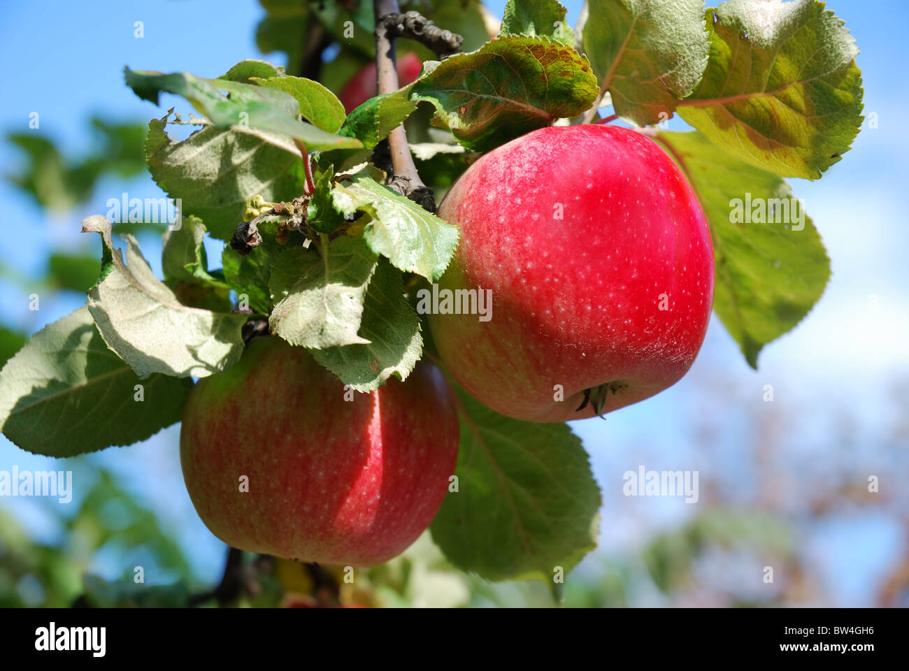 Michigan apple orchard hi-res stock photography and images - Alamy