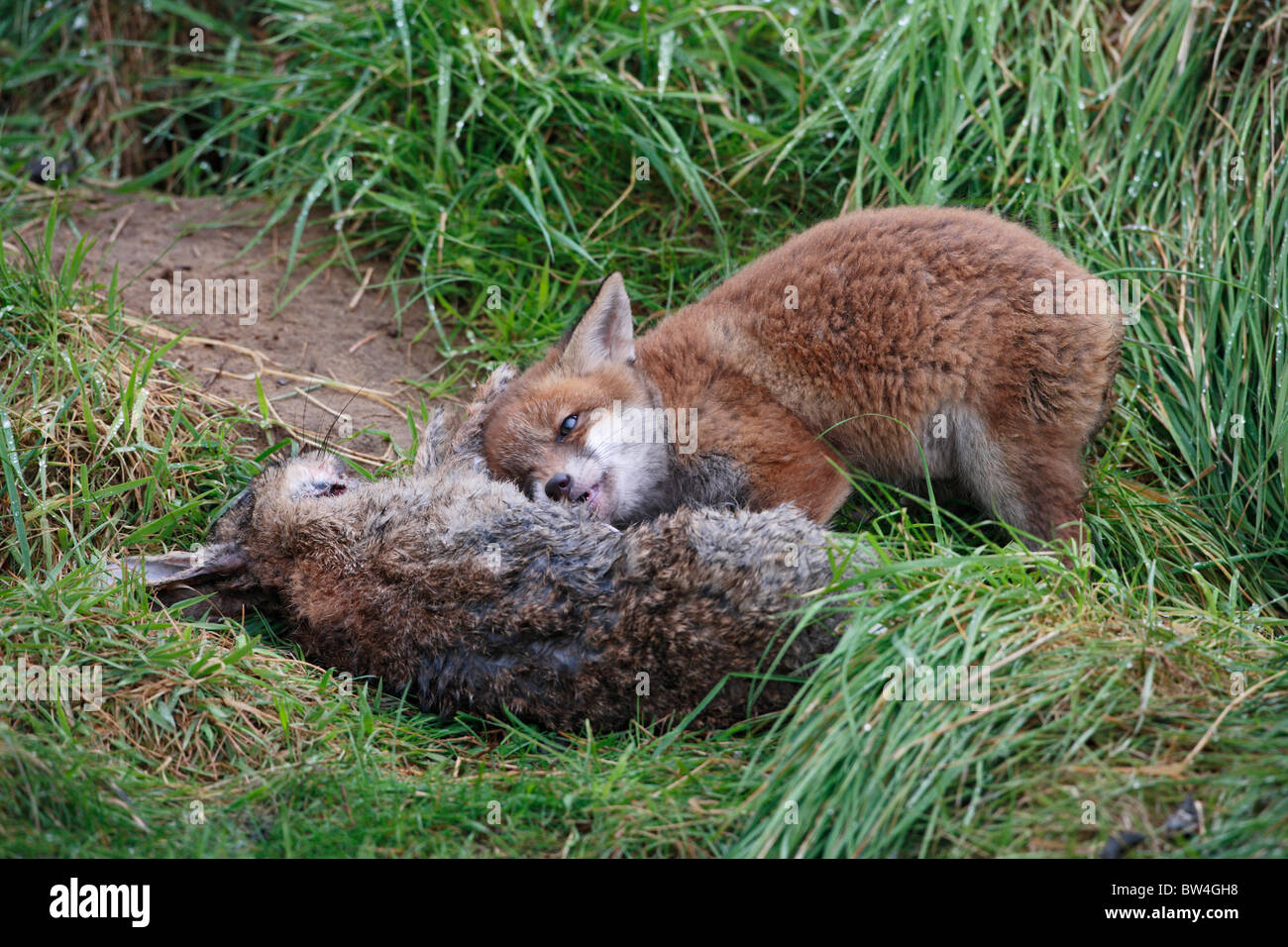 Red fox ( Vulpes vulpes ) cub feeding on rabbit Stock Photo - Alamy