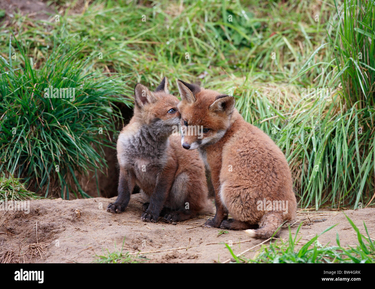 Red fox ( Vulpes vulpes ) cubs at entrance to earth Stock Photo - Alamy