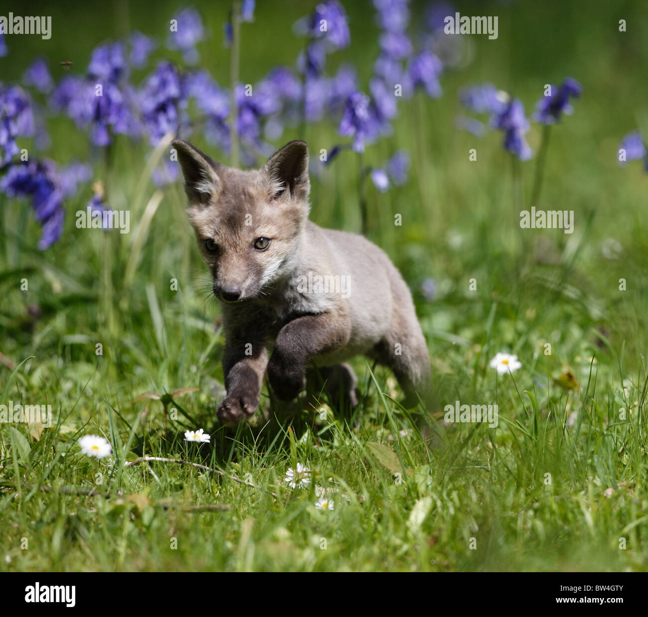 Red fox ( Vulpes vulpes ) cub running in bluebells Stock Photo - Alamy