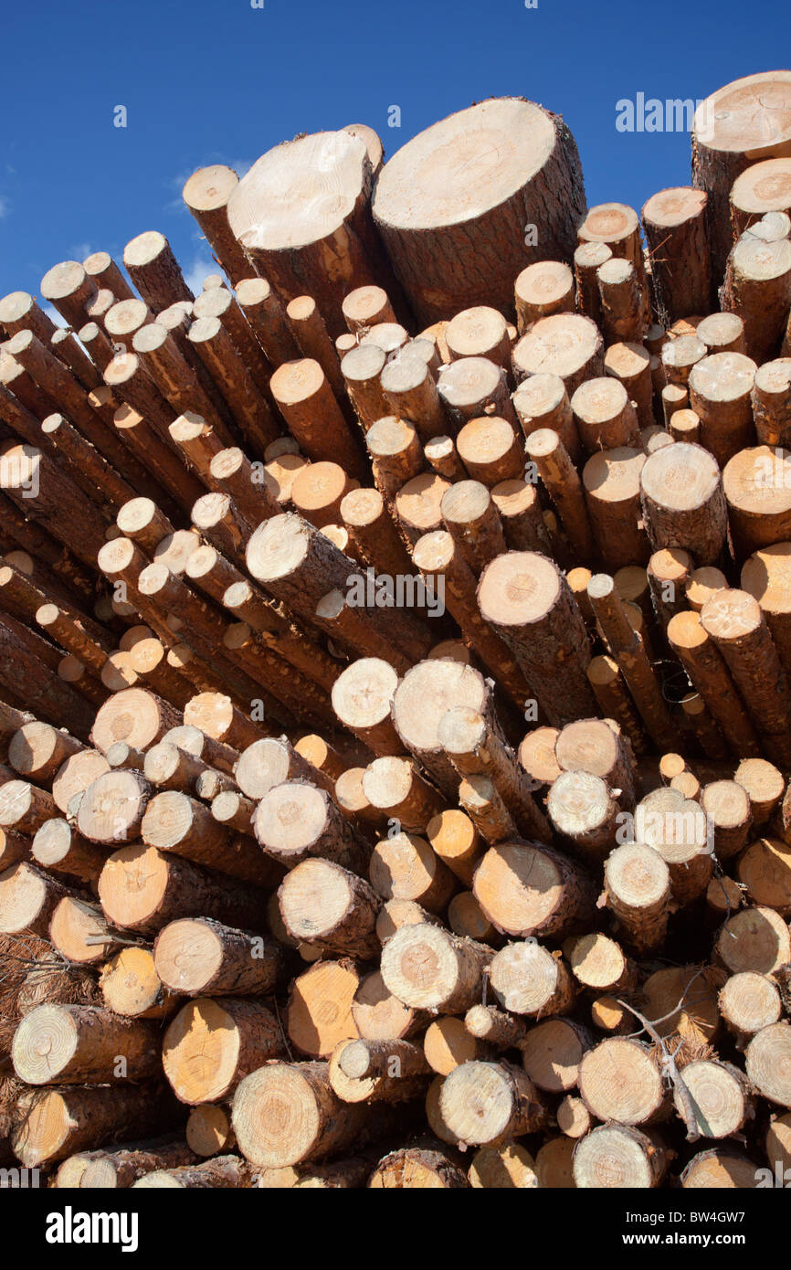 Pine ( pinus sylvestris ) logs in a pile , Finland Stock Photo - Alamy