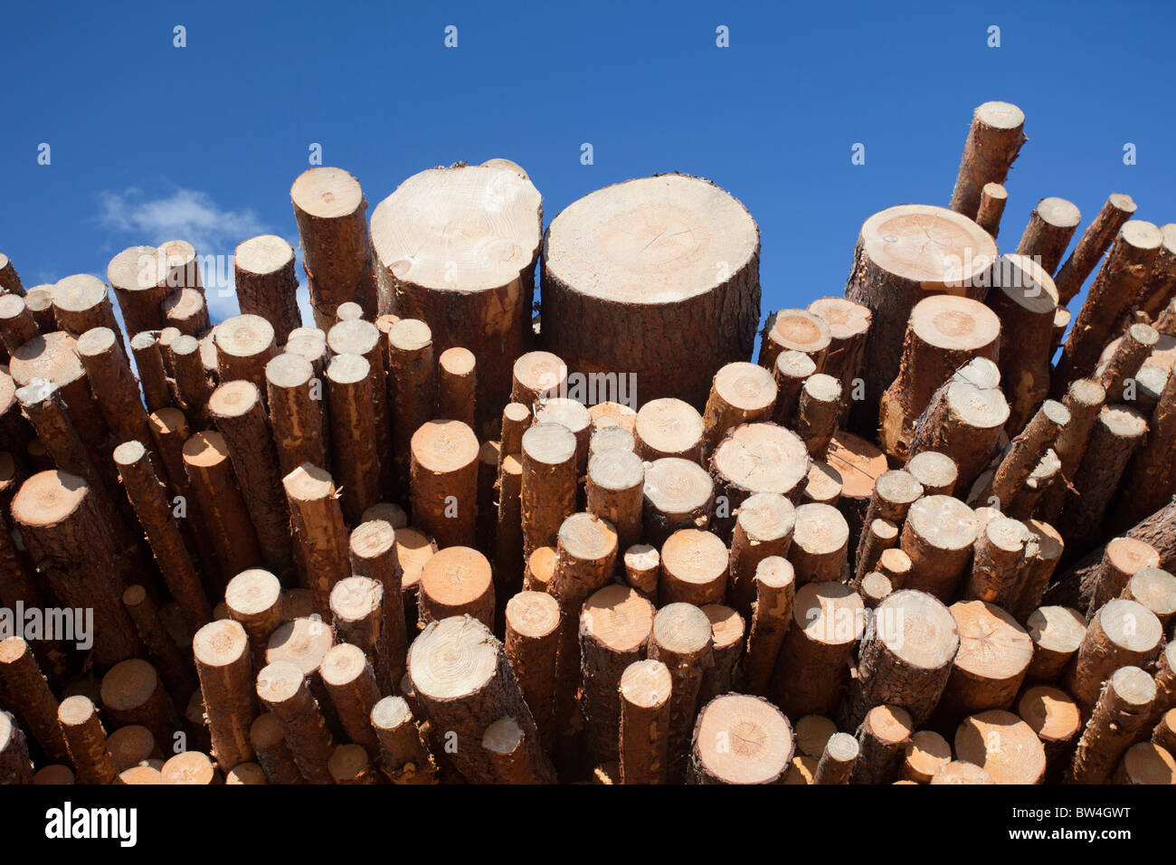 Pine ( pinus sylvestris ) logs in a pile , Finland Stock Photo - Alamy
