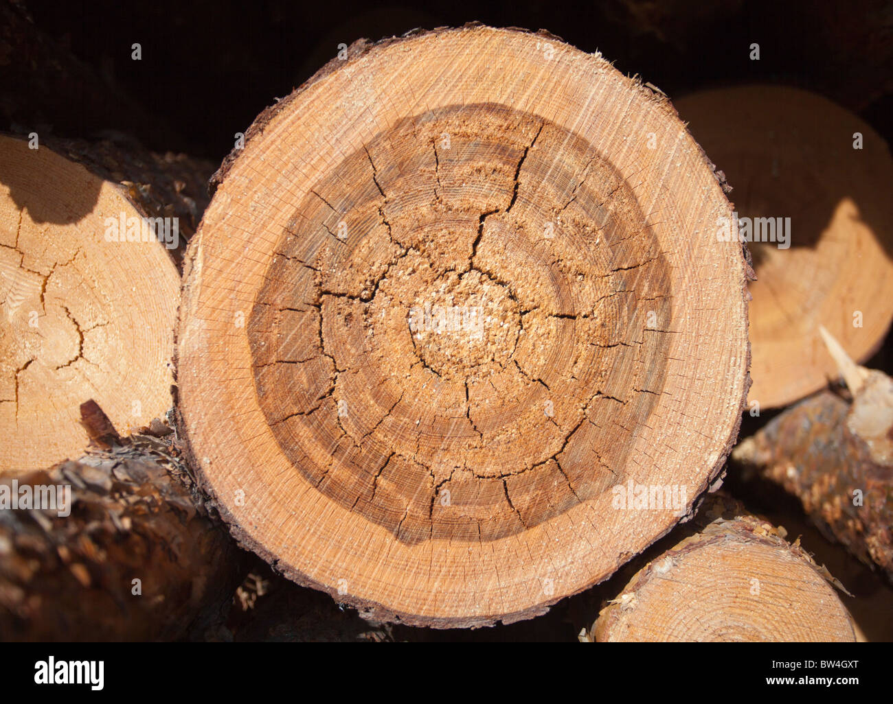 Rotten heartwood core in pine ( pinus sylvestris ) log Stock Photo ...